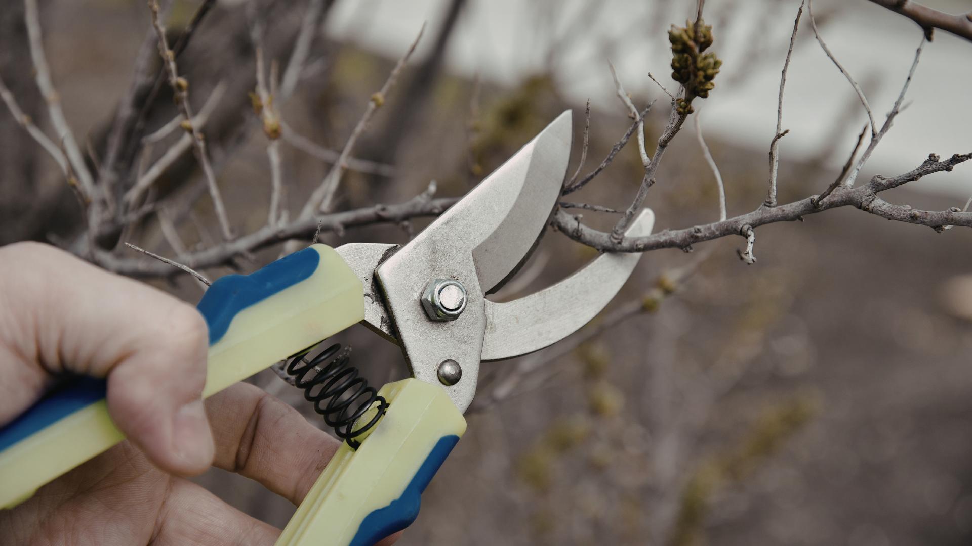 Spring Pruning: Which Plants Benefit (and Which Should Wait)